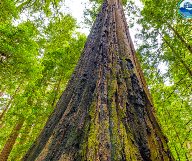14 Places to Visit Redwood national Park - Pacific Van Rental